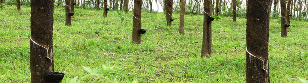 Palai Travel Guide | How to Reach in Palai